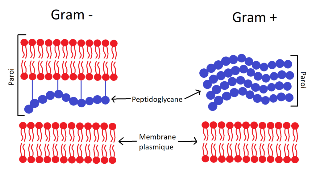 Bactéries Gram- KrobsPRO